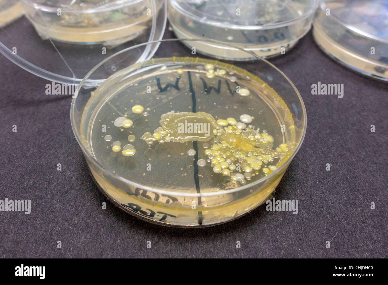 Agar plates petri dishes with bacteria spore growths after UK secondary ...