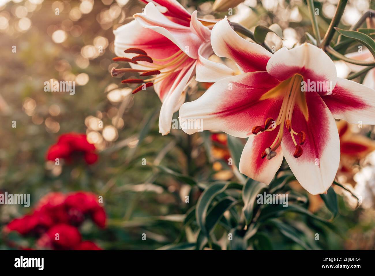 Wonderful pink and white yellow bush Altari OT-hybrid lily flower with ...