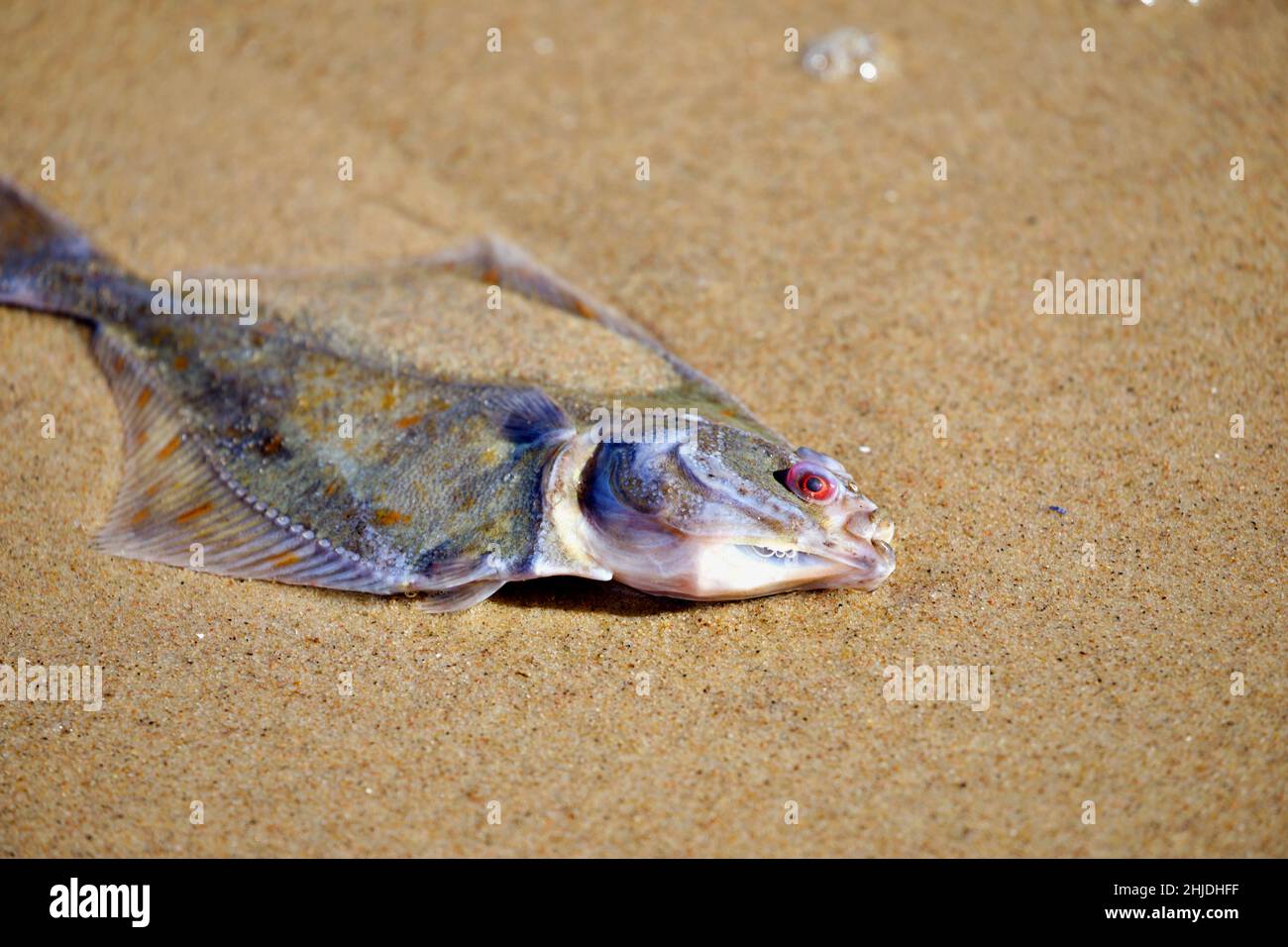 stranded flounder on the beach Stock Photo - Alamy