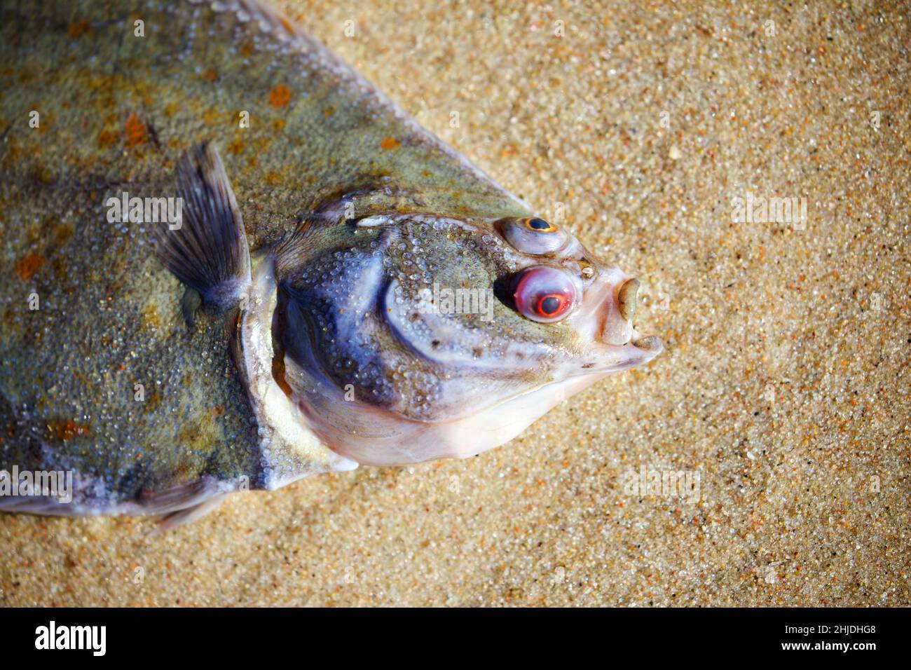 stranded flounder on the beach Stock Photo - Alamy