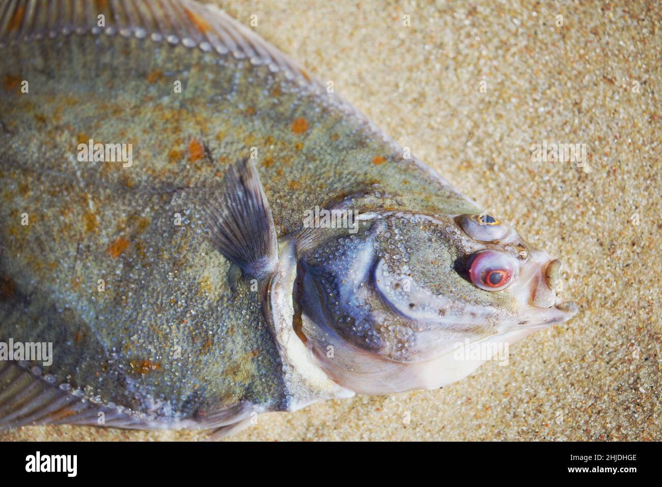 stranded flounder on the beach Stock Photo - Alamy
