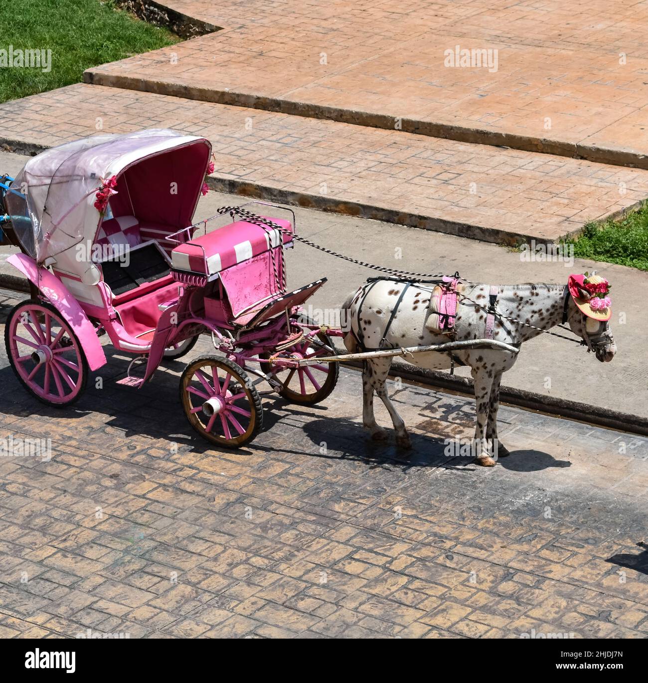 pink horse-drawn carriage with a horse wearing a hat Stock Photo - Alamy