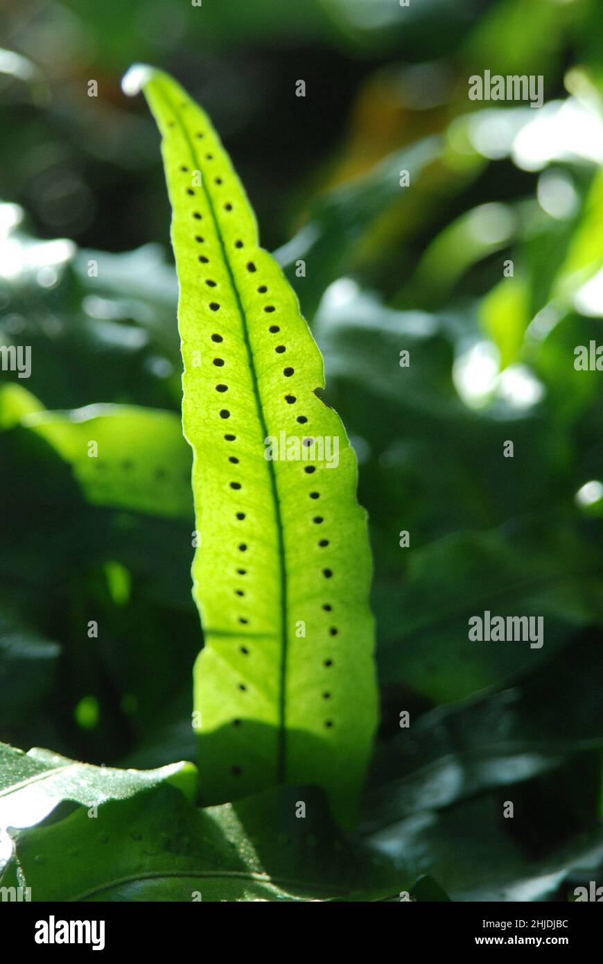Rare pattern hi-res stock photography and images - Alamy