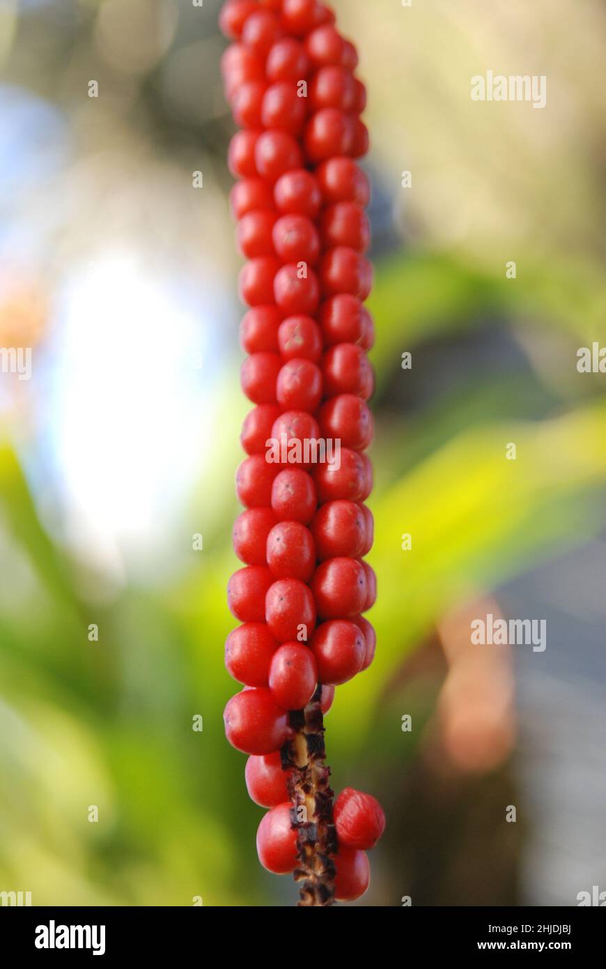 Plant seeds magnified hi-res stock photography and images - Alamy