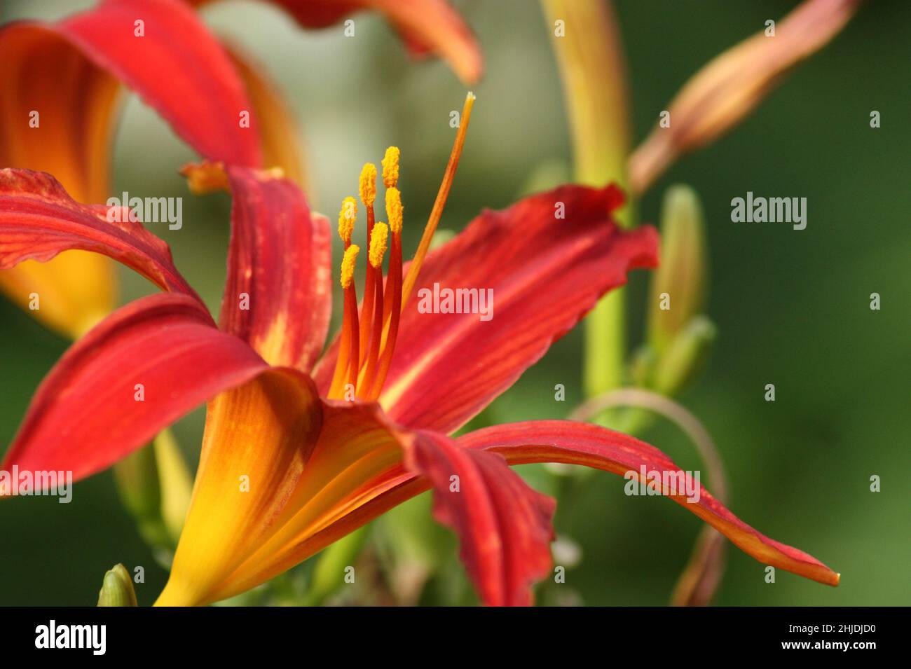 Pretty lilies hi-res stock photography and images - Alamy
