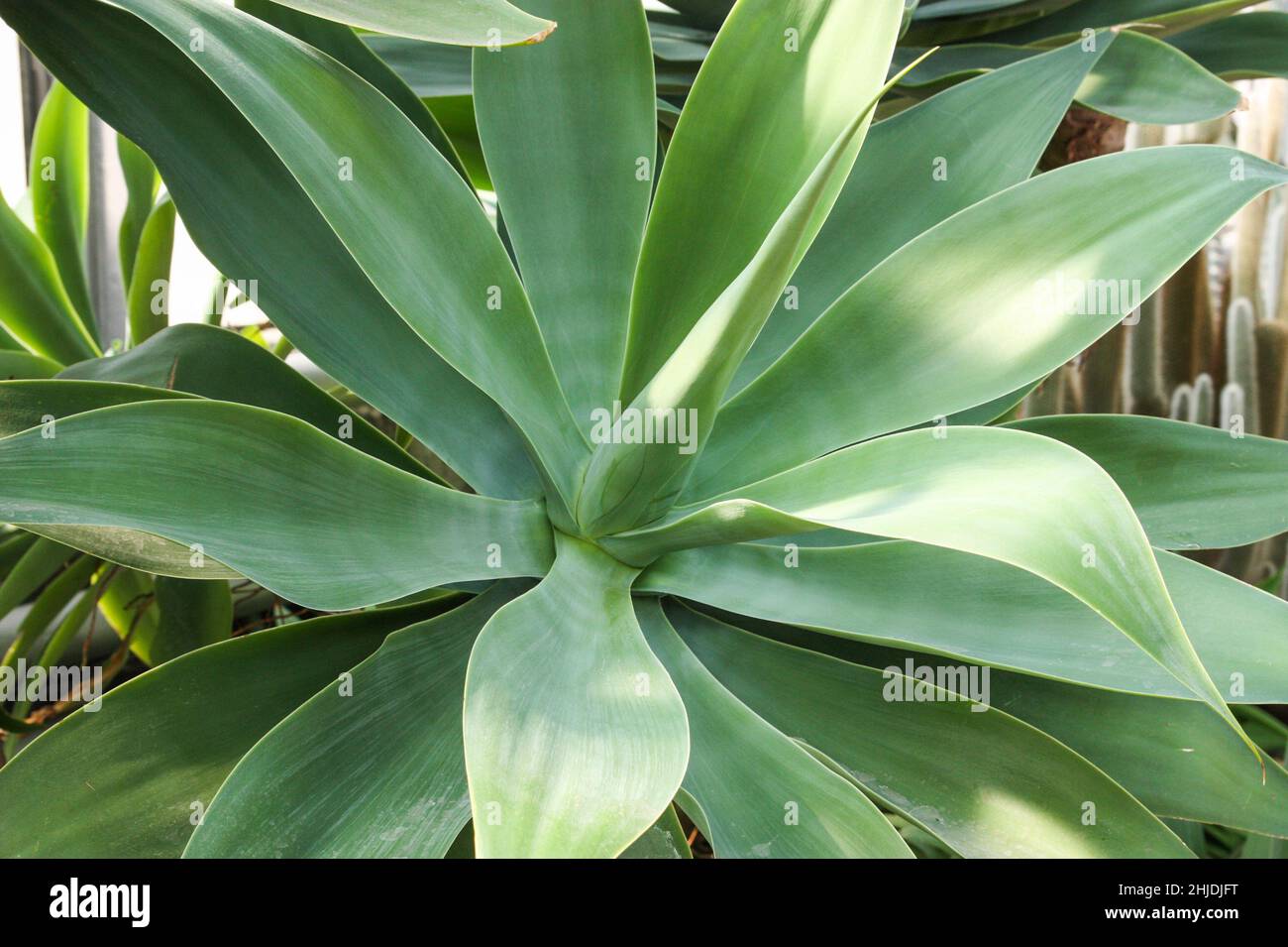 Beautiful cactus hi-res stock photography and images - Alamy