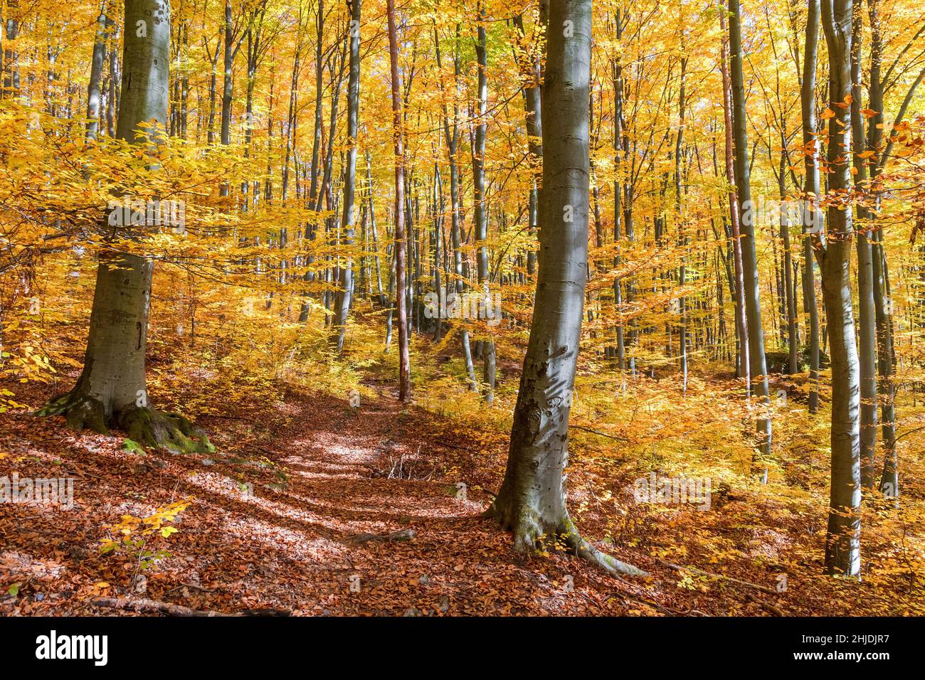 Beech forest warm sunshine hi-res stock photography and images - Alamy