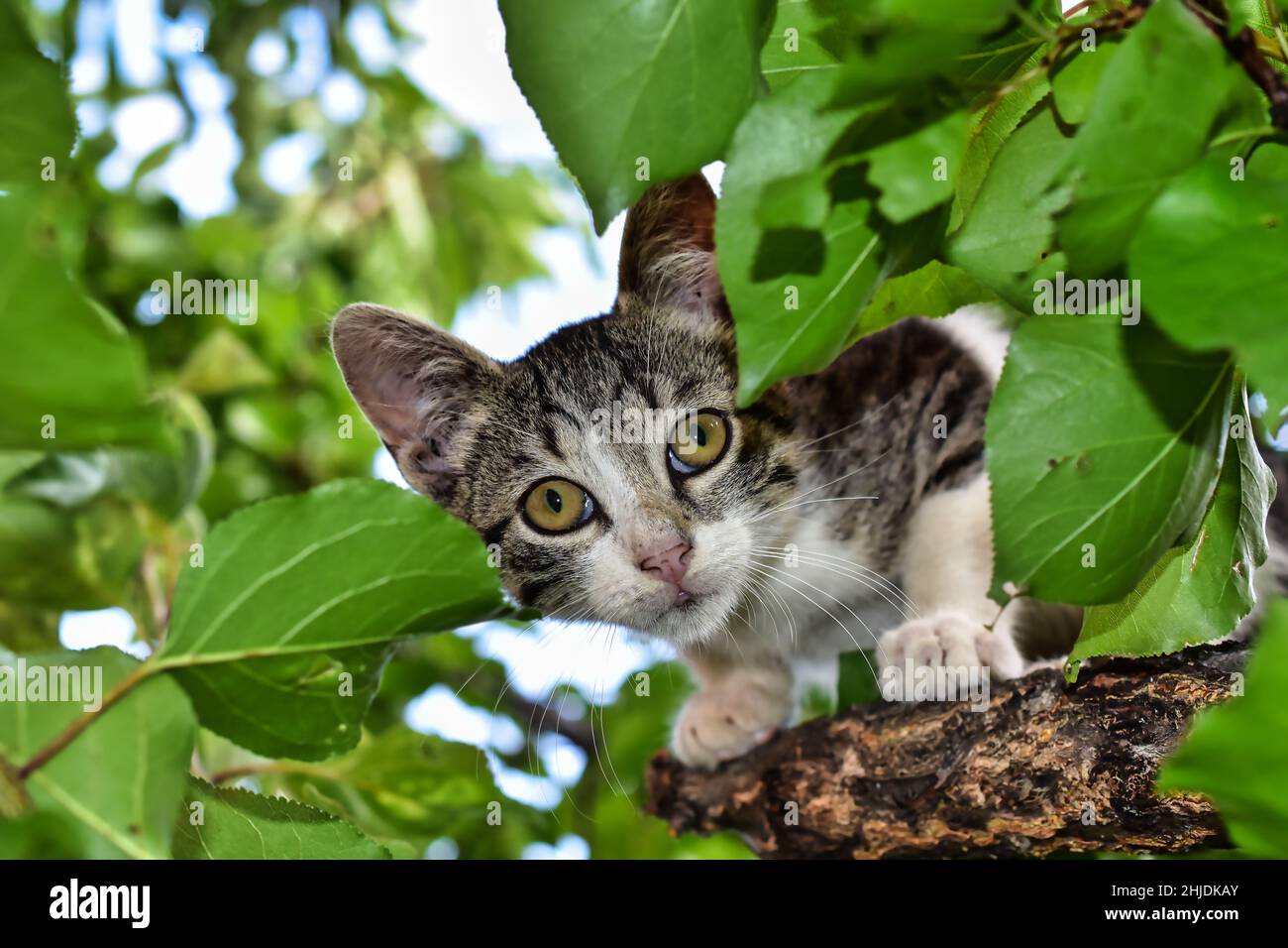 small cat between the leaves in the tree Stock Photo - Alamy