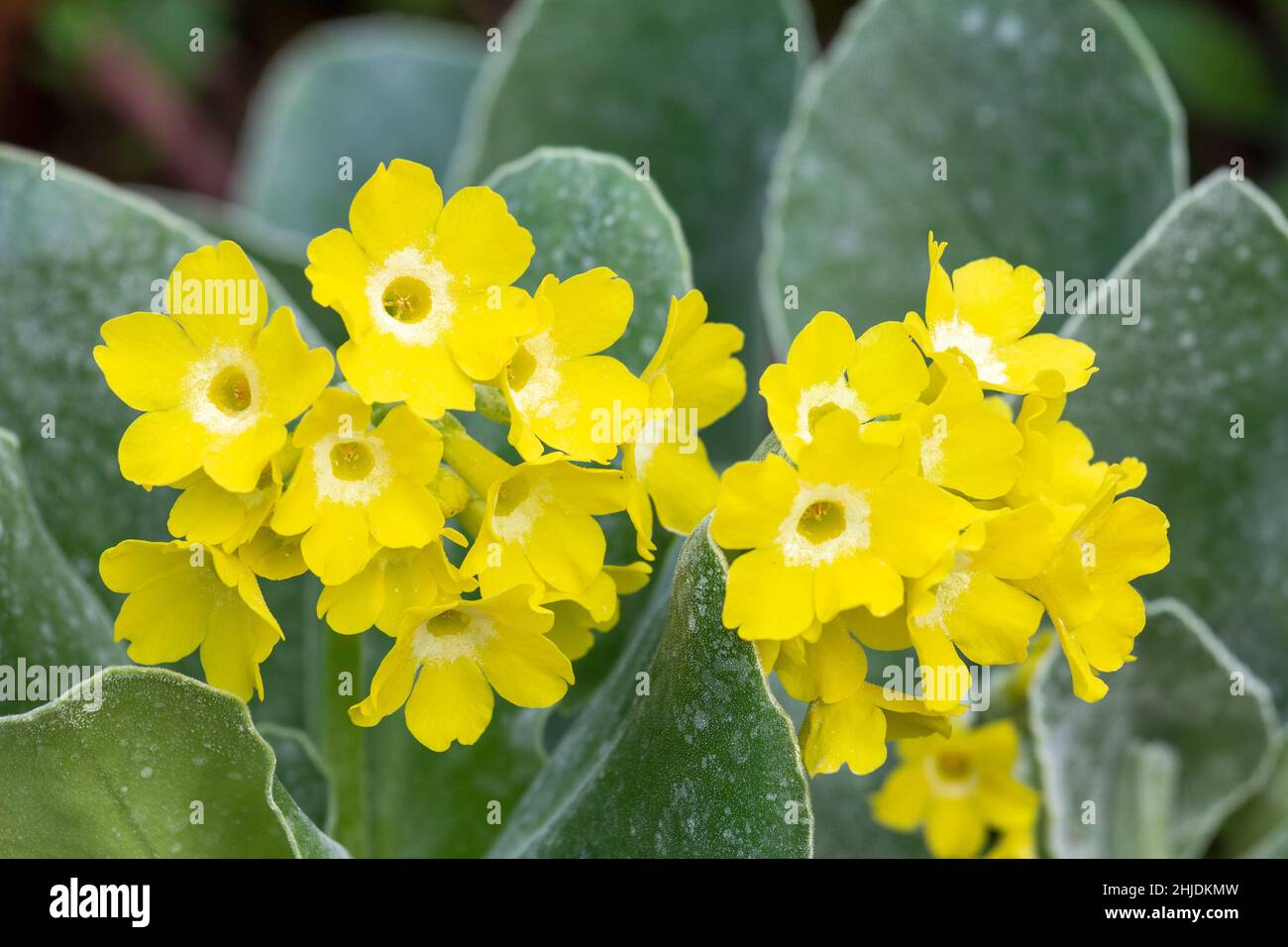 Ear flower hi-res stock photography and images - Alamy