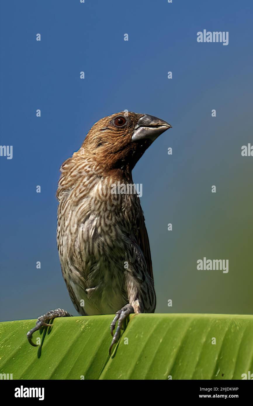 Scaly-breasted munia bird perched on a green leaf Stock Photo - Alamy