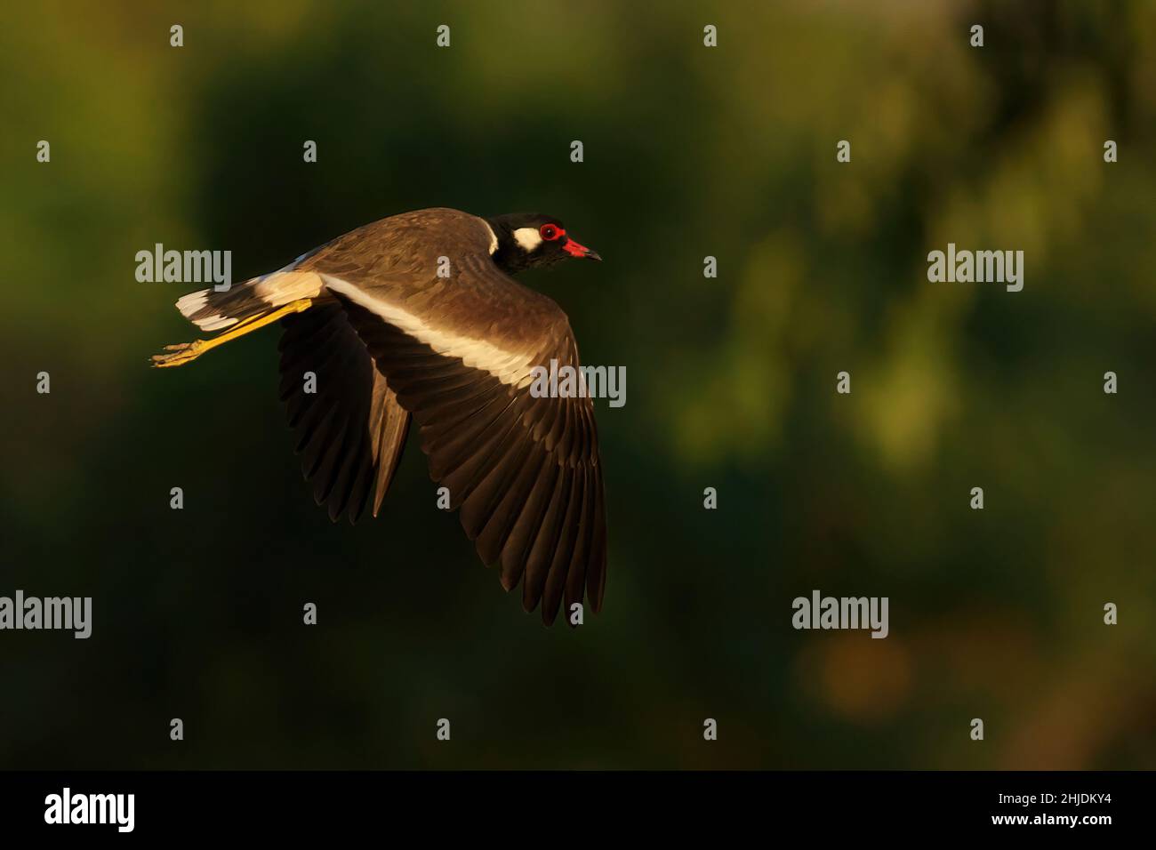 Red-wattled lapwing flying in a park Stock Photo - Alamy