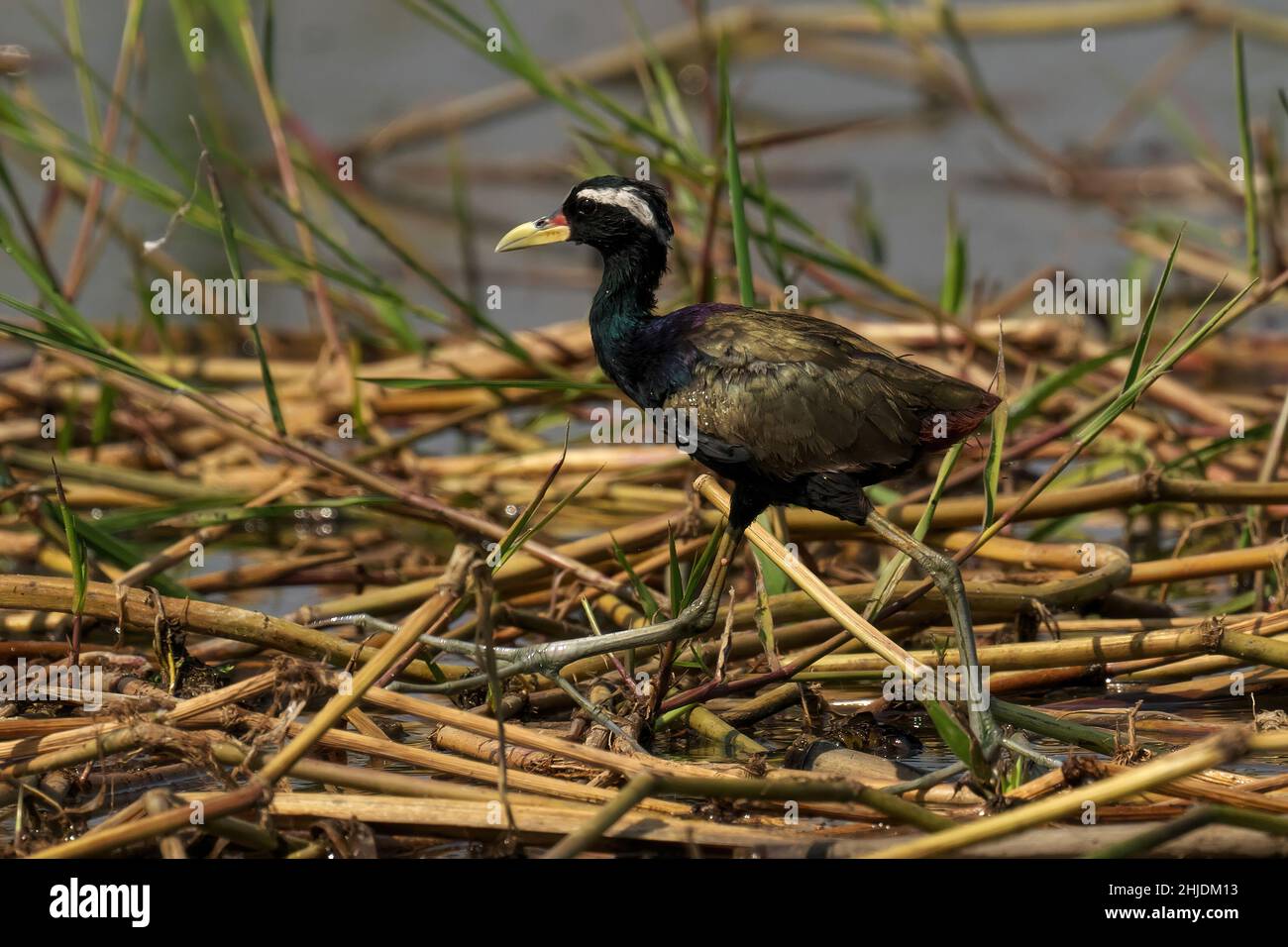 Bronze-winged jacana bird at a pond Stock Photo - Alamy