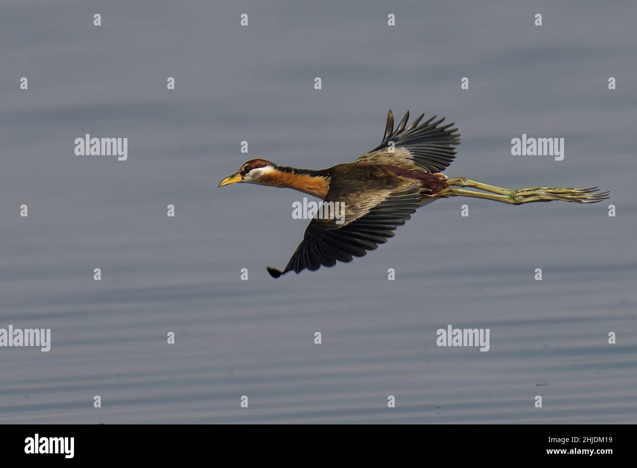 Bronze-winged jacana bird at a pond Stock Photo - Alamy