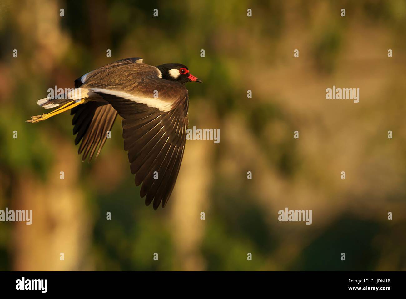 Red-wattled lapwing flying in a park Stock Photo - Alamy