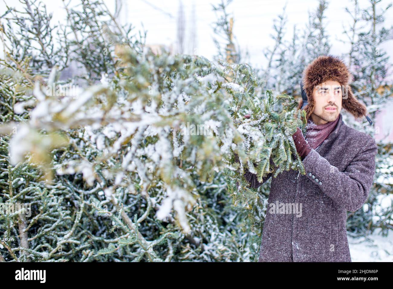 Indian fir tree hi-res stock photography and images - Alamy