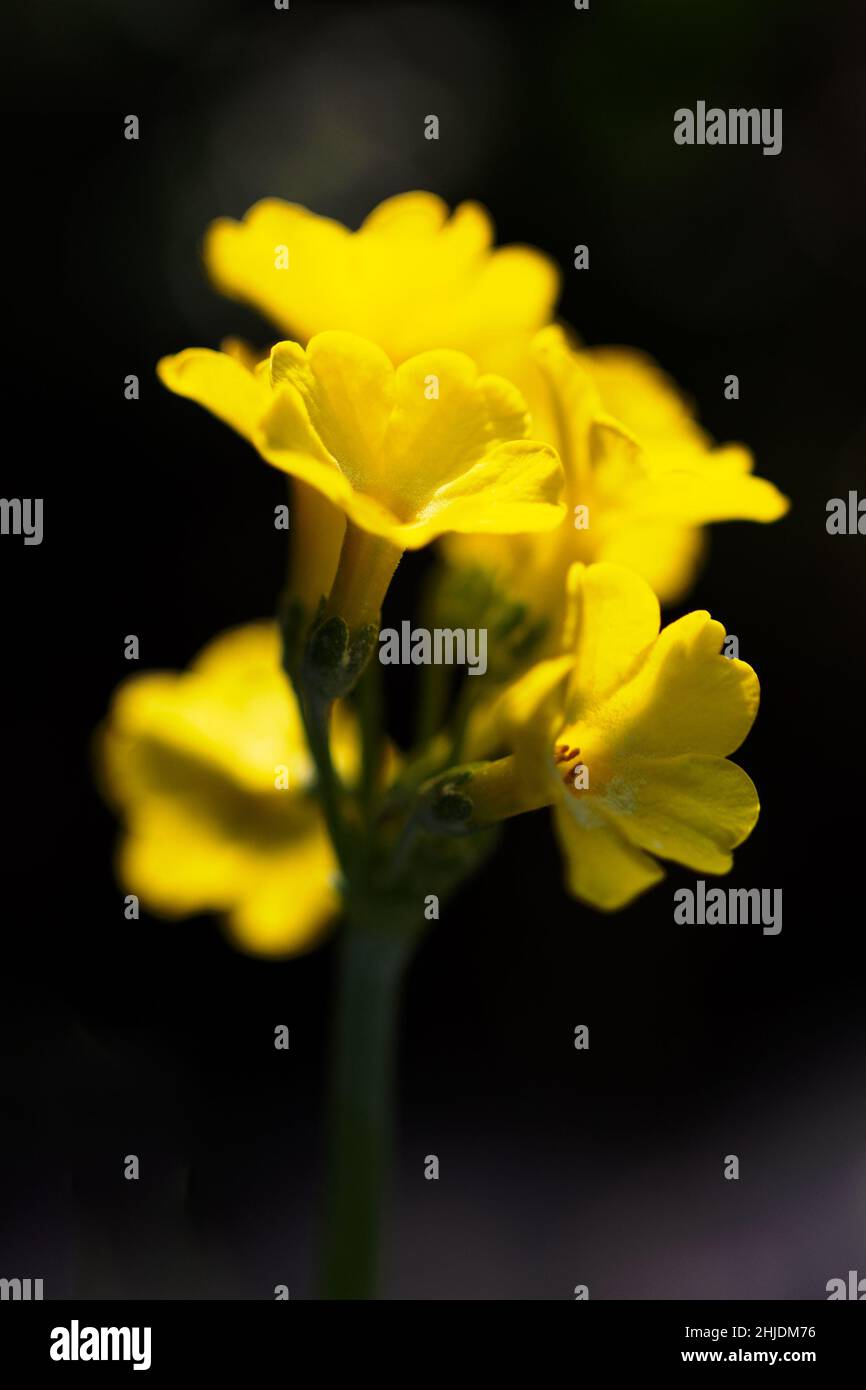 Primula auricula, known as mountain cowslip or bear's ear flower on a ...