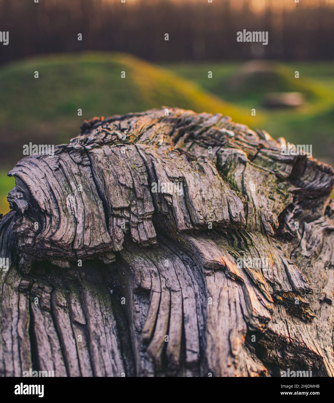 Tree stump with moss and grass hi-res stock photography and images - Alamy