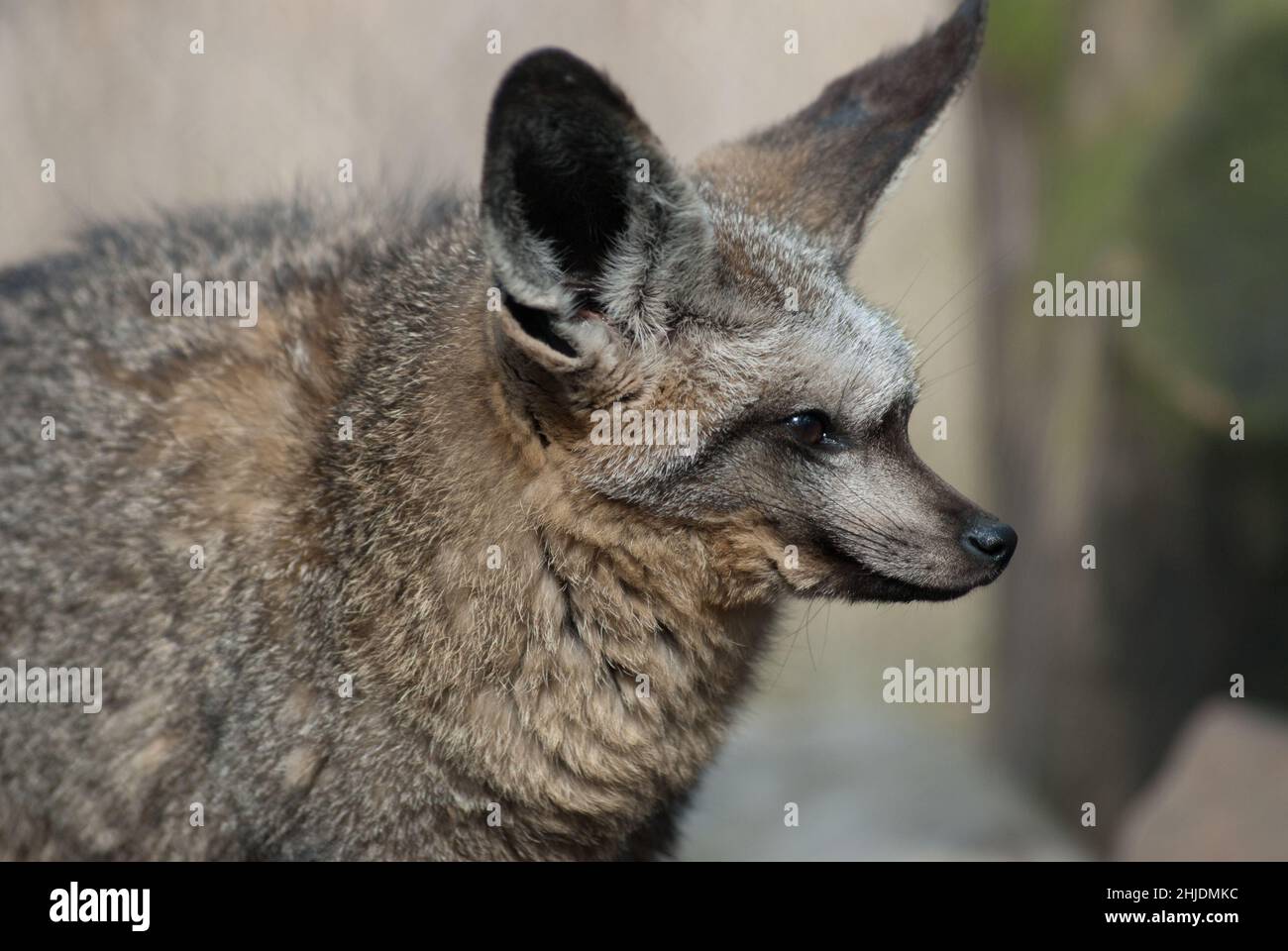 A bat eared fox (Otocyon megalotis) in captivity Stock Photo - Alamy