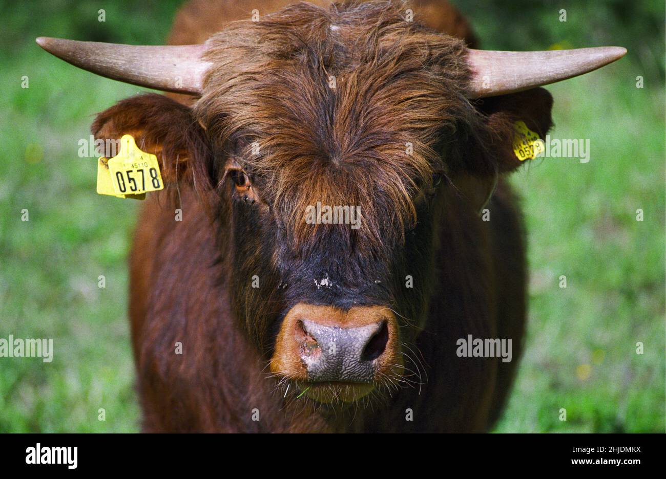 Earmarking hi-res stock photography and images - Alamy