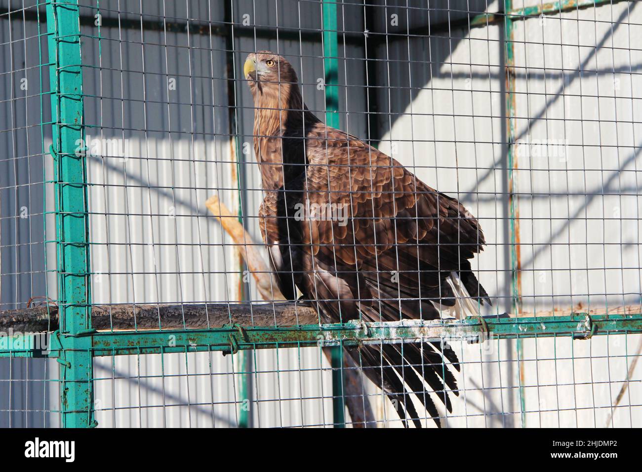 Portrait of an eagle bird of prey sitting in a zoo cage. The concept of ...