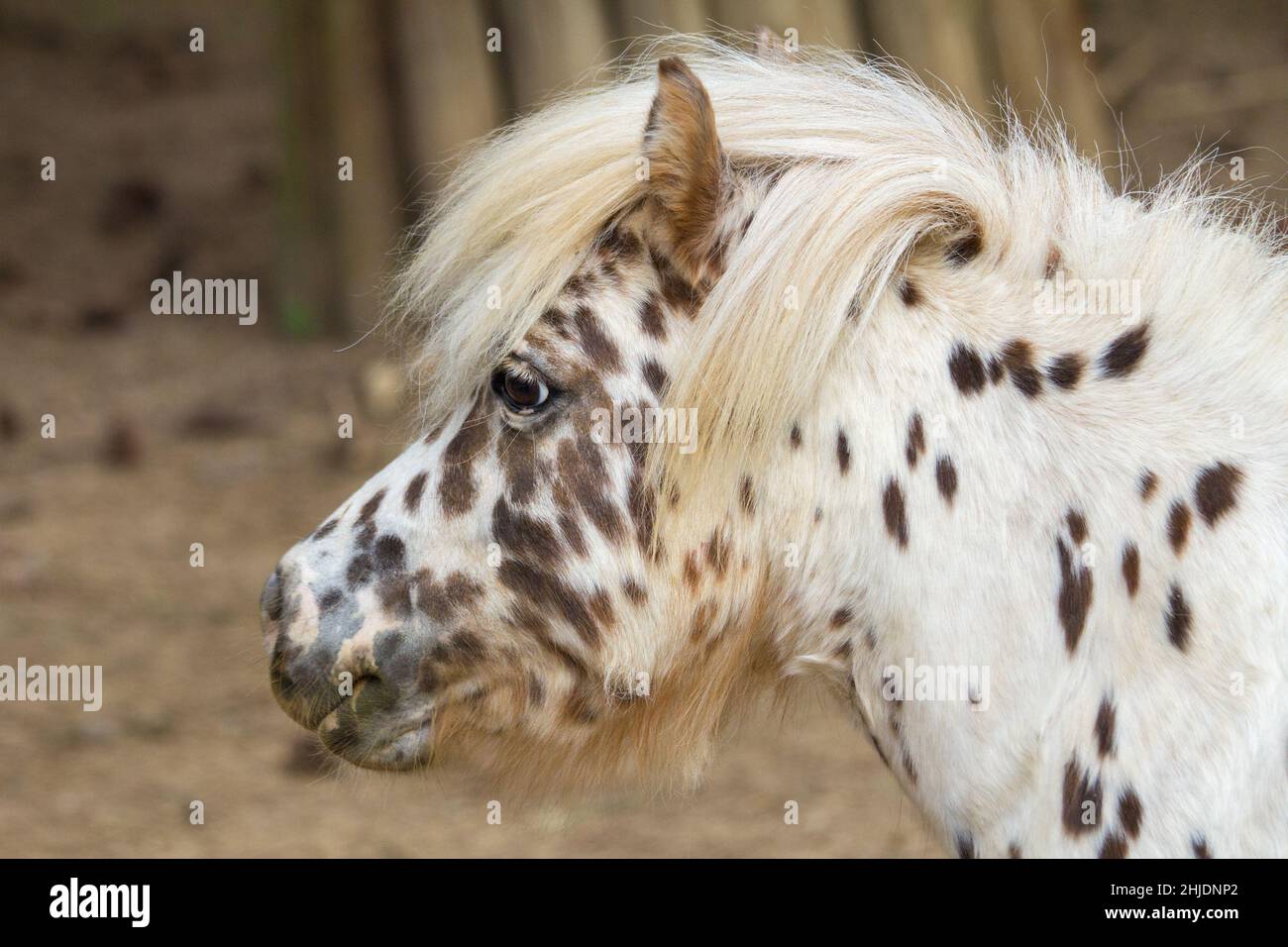 Spotted pony, head profile in close up view Stock Photo - Alamy