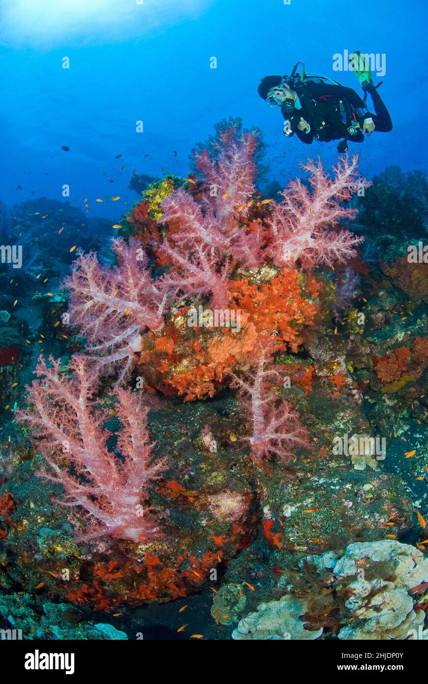 A diver hovers above thriving colonies of encrusting sponge and soft ...