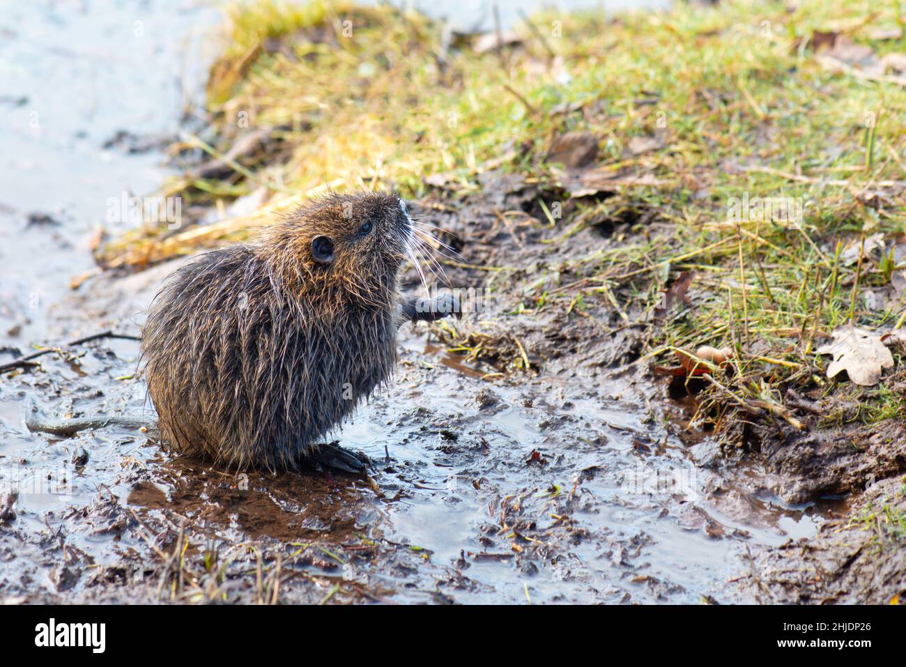 Nutria, coypu herbivorous, semiaquatic rodent member of the family ...