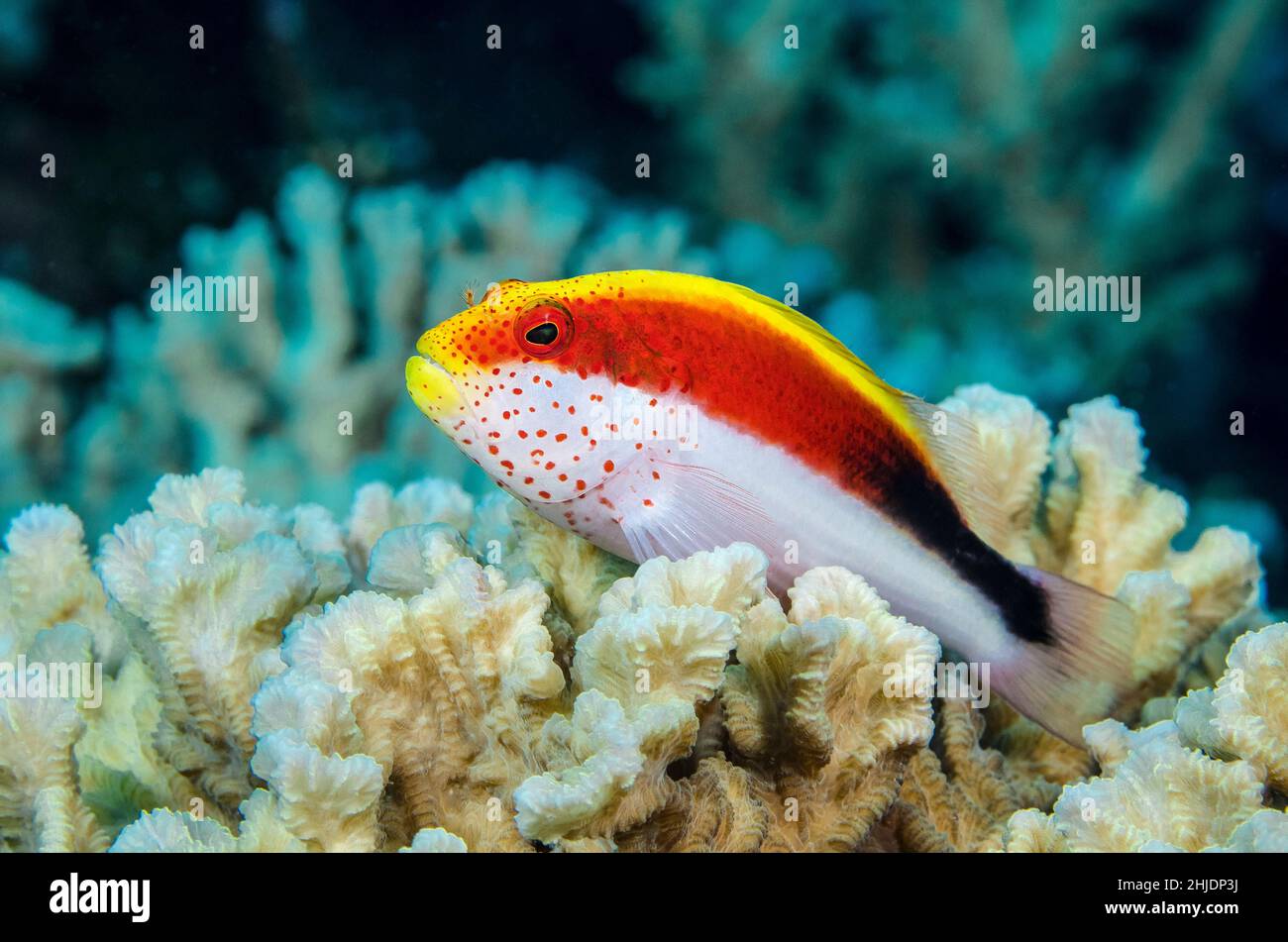 A Freckled Hawkfish, Paracirrhites forsteri, perches on a hard coral ...