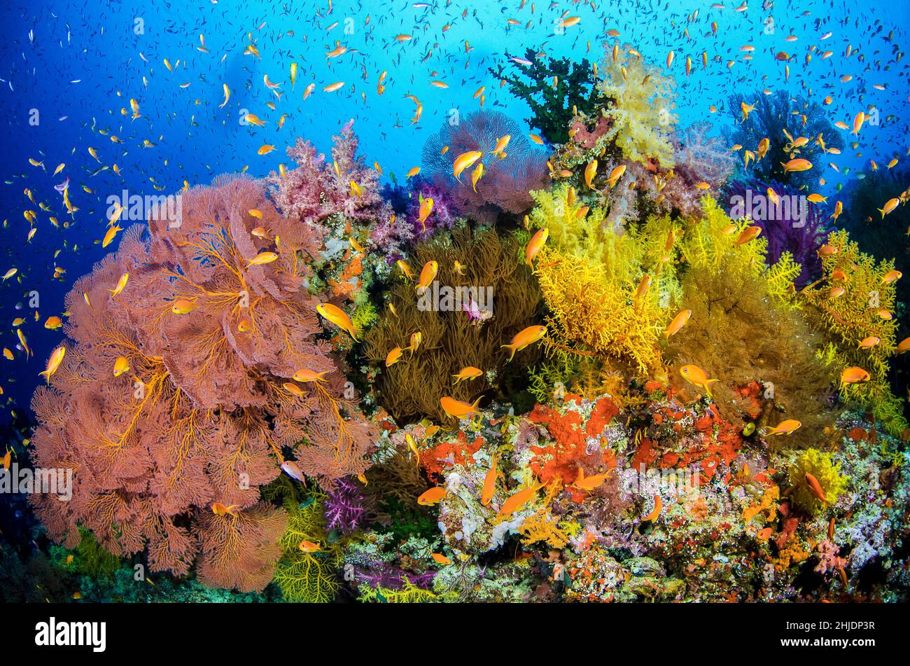Thriving marine life on a current-swept reef at Vatu-i-ra, Bligh Water ...