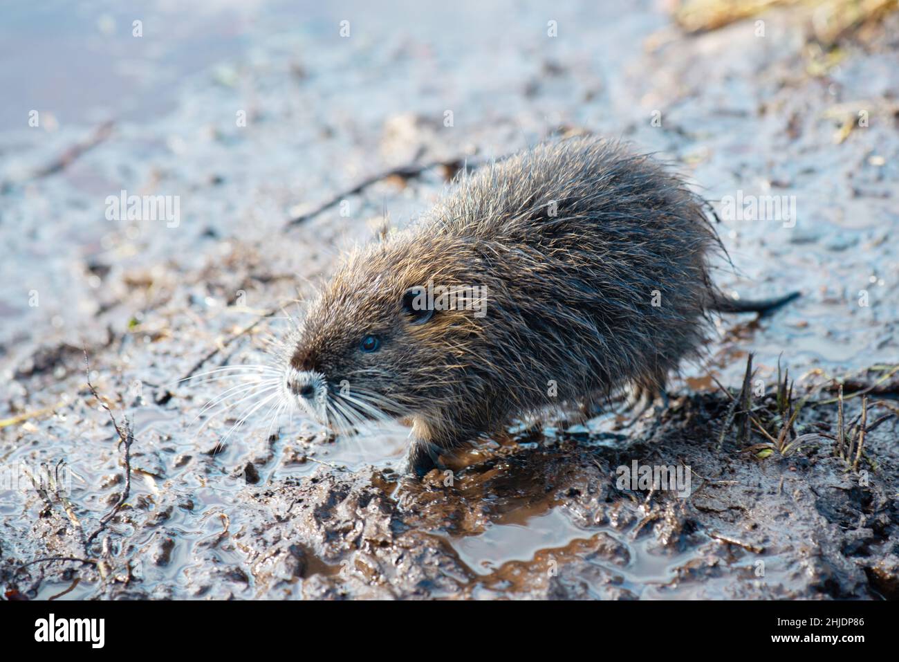 Nutria, coypu herbivorous, semiaquatic rodent member of the family ...