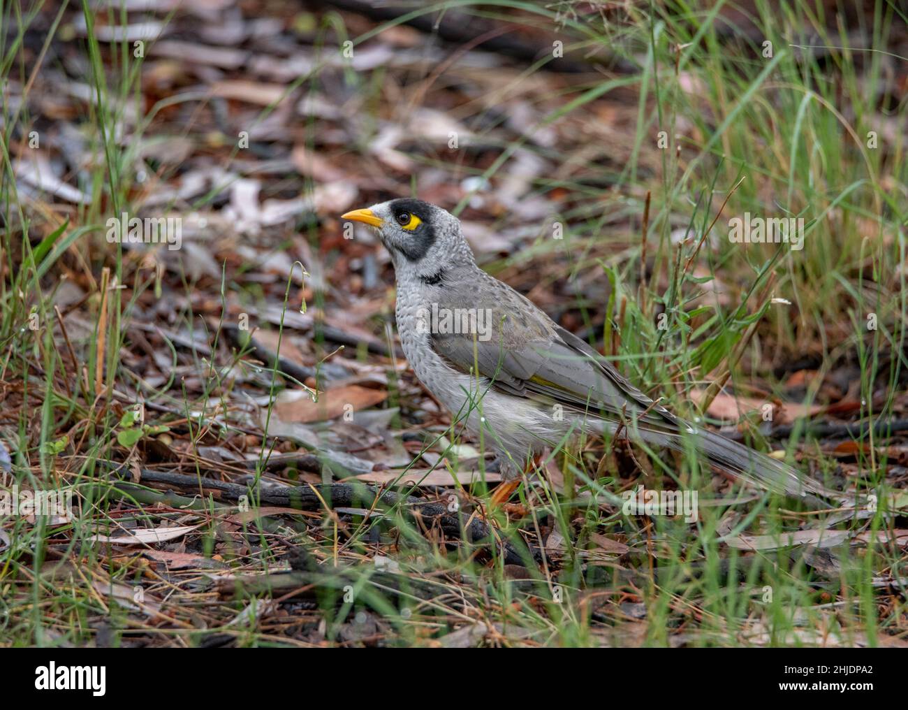 Noisy Miner Bird, Manorina melanocephala foraging for food on the ...