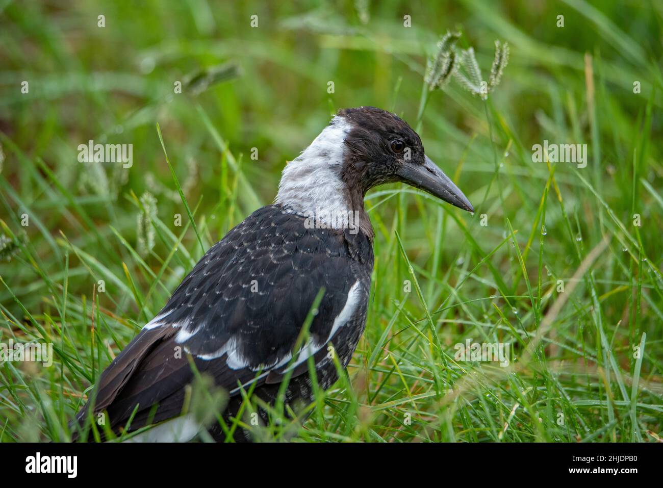 Juvenile Australian Magpie searching for food Stock Photo - Alamy