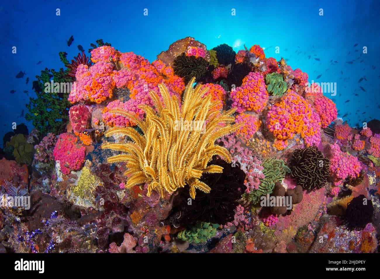 Reefscape hi-res stock photography and images - Alamy