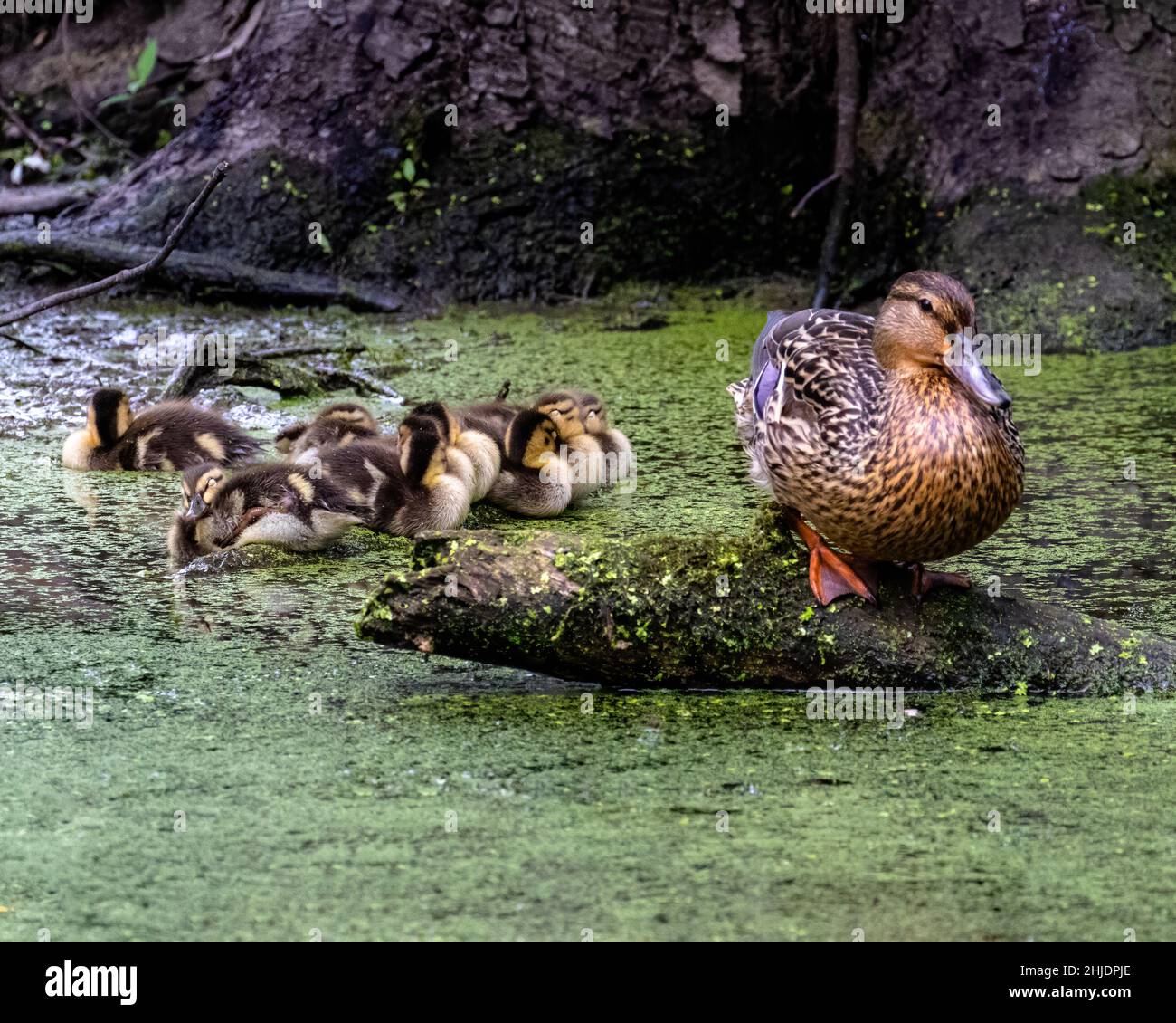 Beautiful view of mallard ducklings swimming in water covered with moss ...