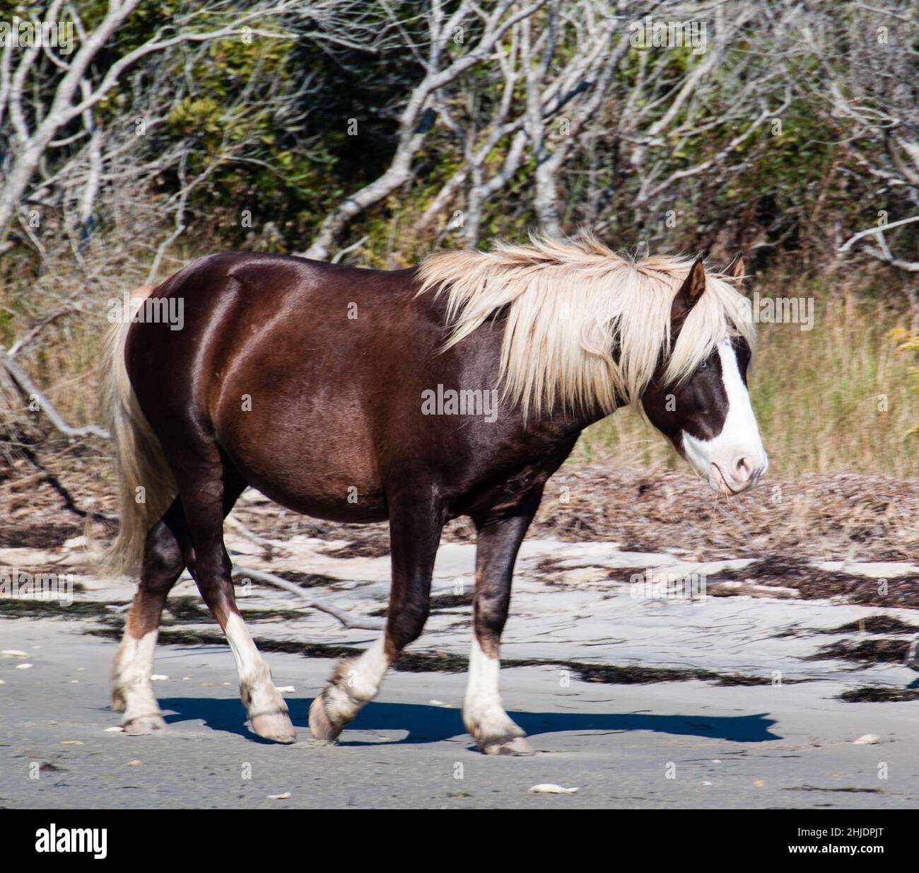 A pottok pony hi-res stock photography and images - Alamy