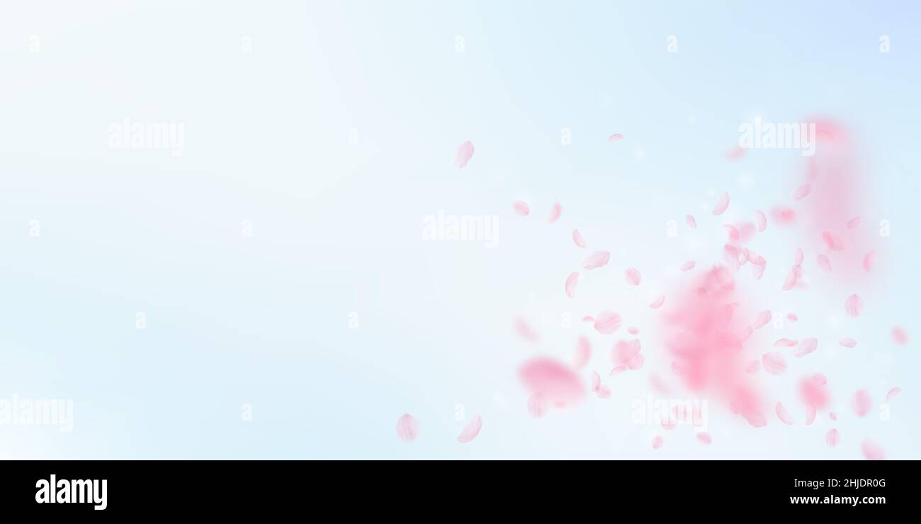 Sakura petals falling down. Romantic pink flowers explosion. Flying ...