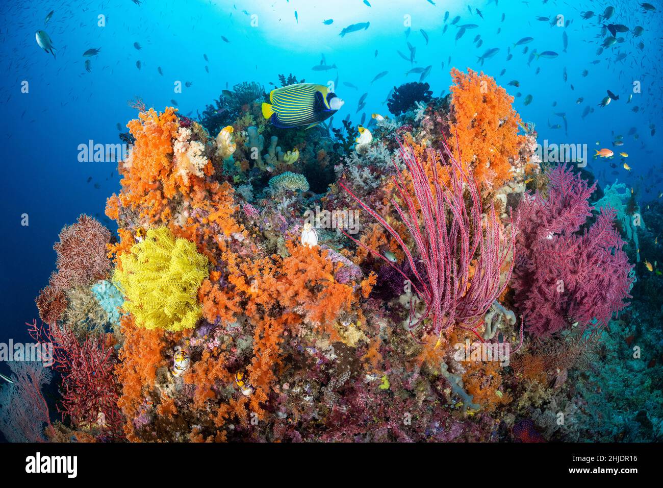 An Emperor Angelfish, Pomacanthus imperator, surrounded by thriving ...