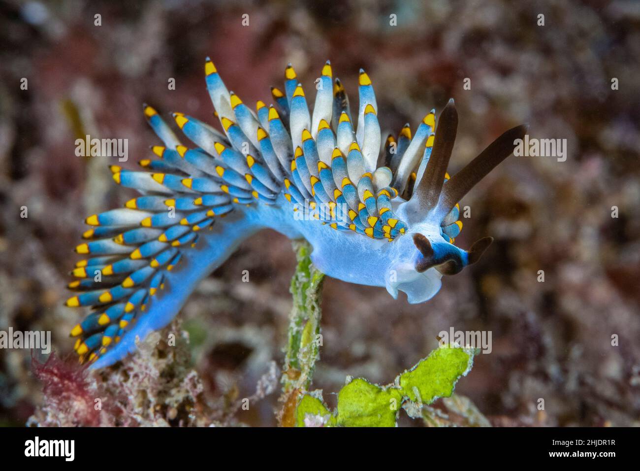 Tenellia sp hi-res stock photography and images - Alamy