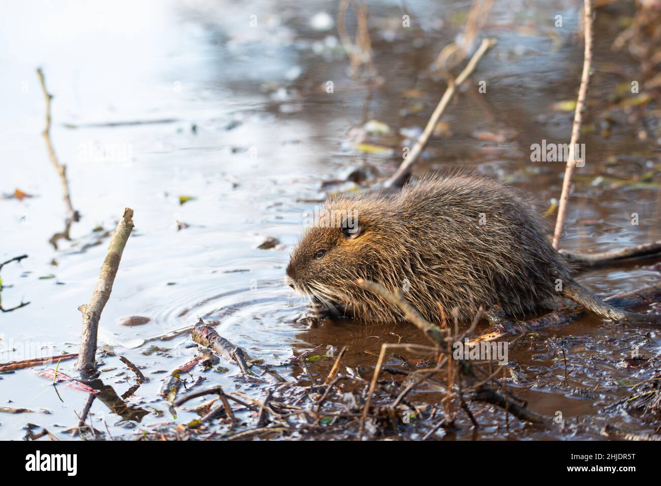 Nutria, coypu herbivorous, semiaquatic rodent member of the family ...