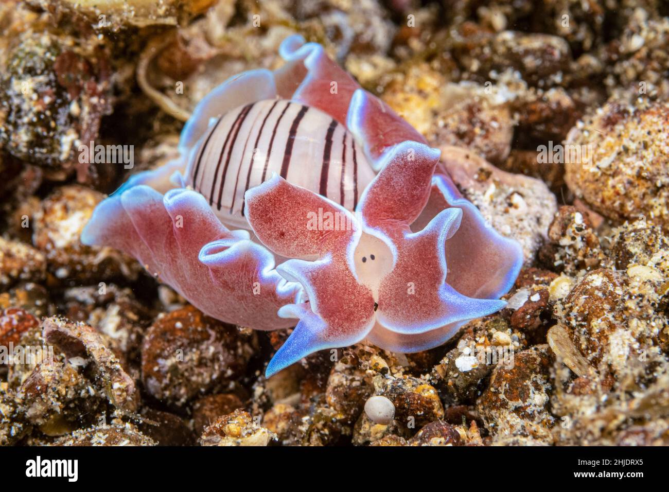 Bubble Shell, Hydatina physis, Kimbe Bay, Papua New Guinea, Pacific ...