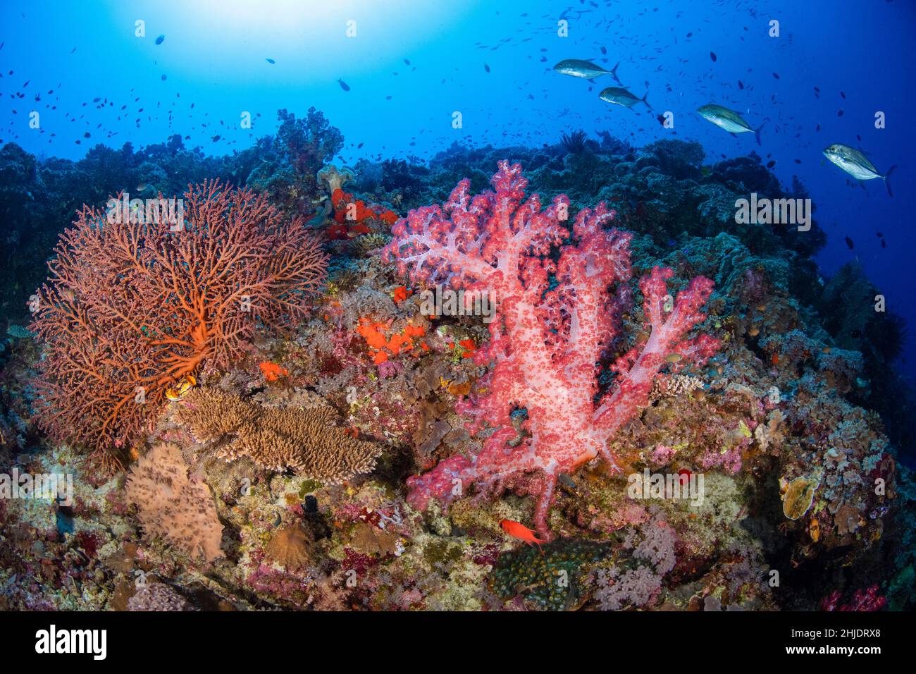 Bluefin Trevallies, Caranx melampygus, patrol above healthy soft corals ...