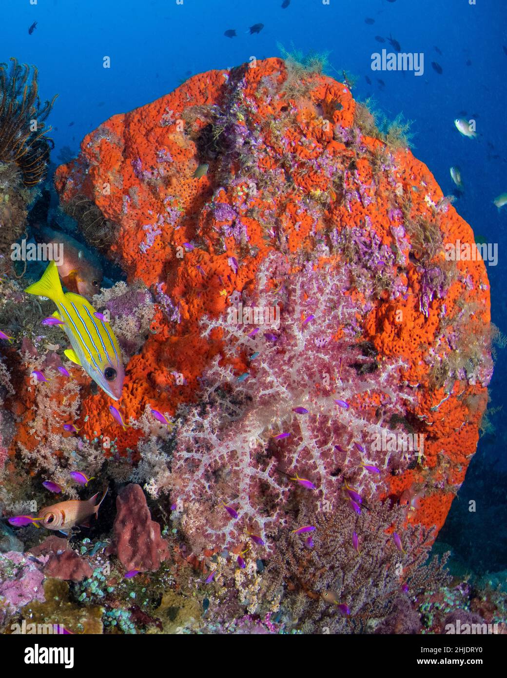 A fan sponge, Phakellia flabellata, soft coral, Dendronepthya sp., and ...