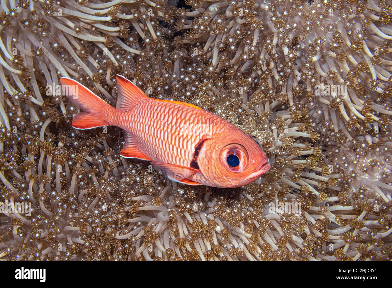 Myripristis robusta hi-res stock photography and images - Alamy