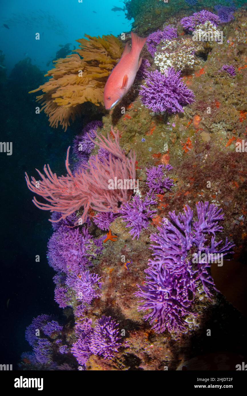 Pacific Sheephead, Semicossyphus pulche, purple hydracoral, Stylaster ...