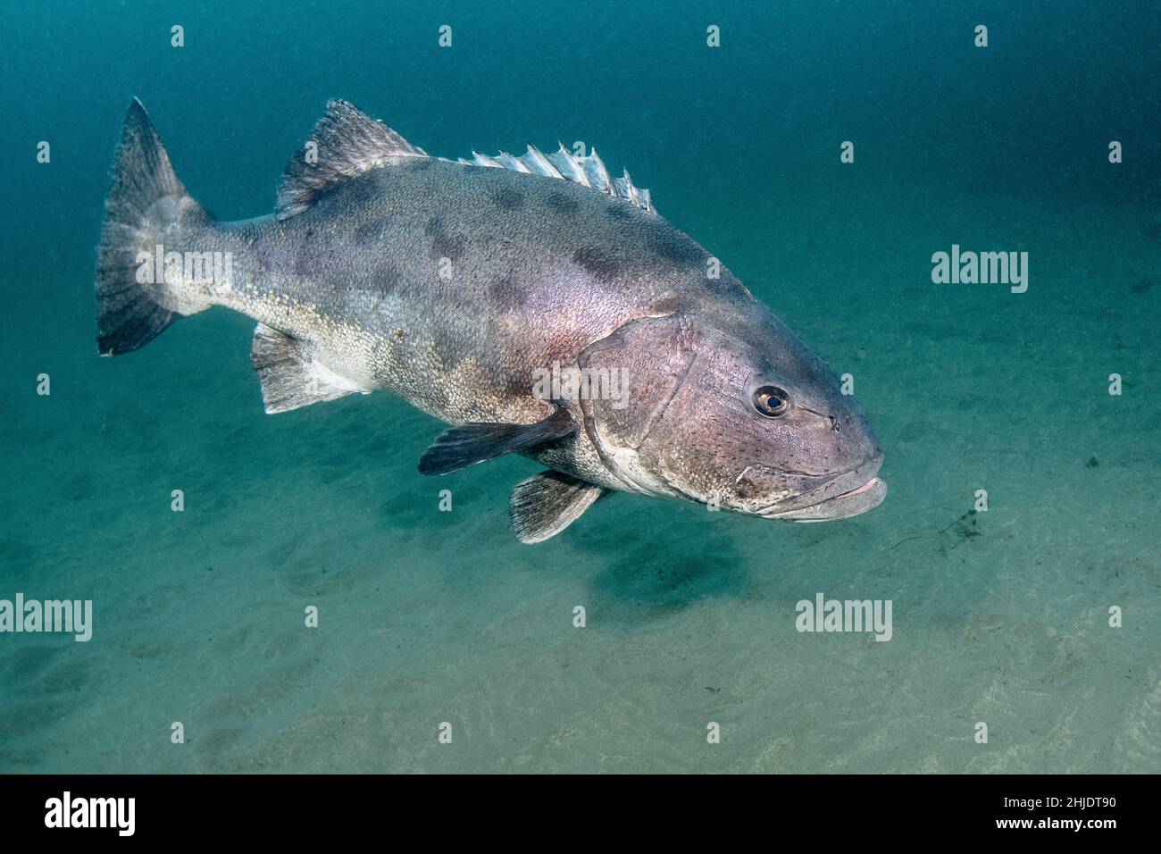 Gaint black seabass hi-res stock photography and images - Alamy