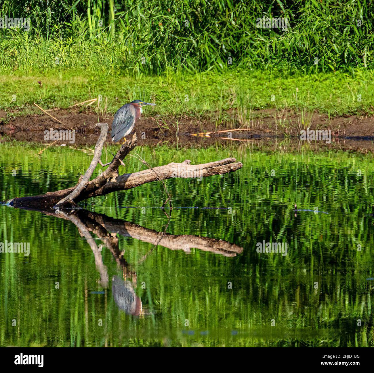 View of a green heron bird perched on a floating tree trunk in the ...