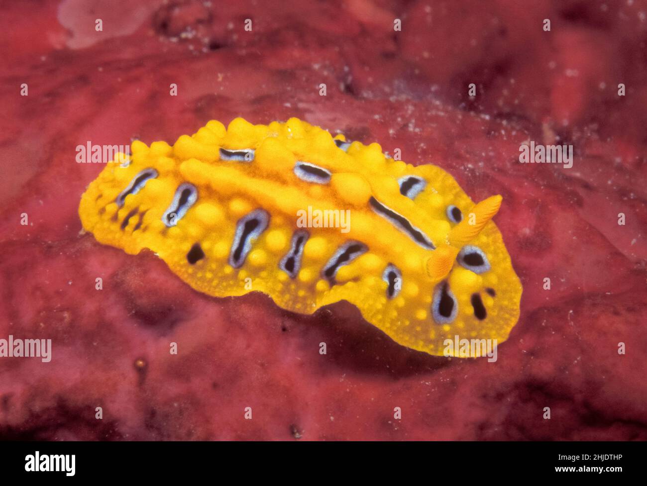 This nudibranch, Phyllidia ocellata, occurs in a wide variety of ...