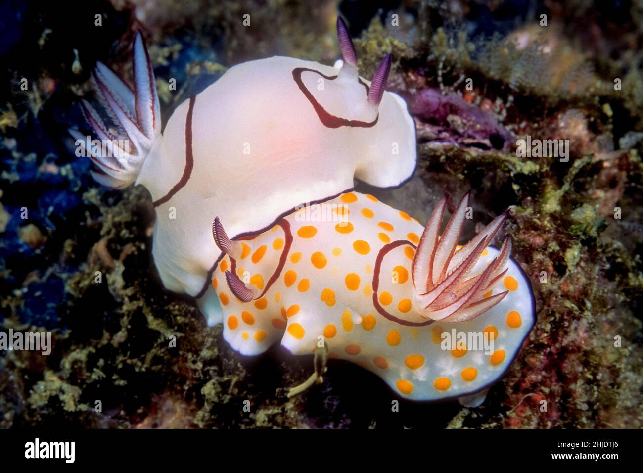These nudibranchs, Chromodoris annulata, are different color phases of ...