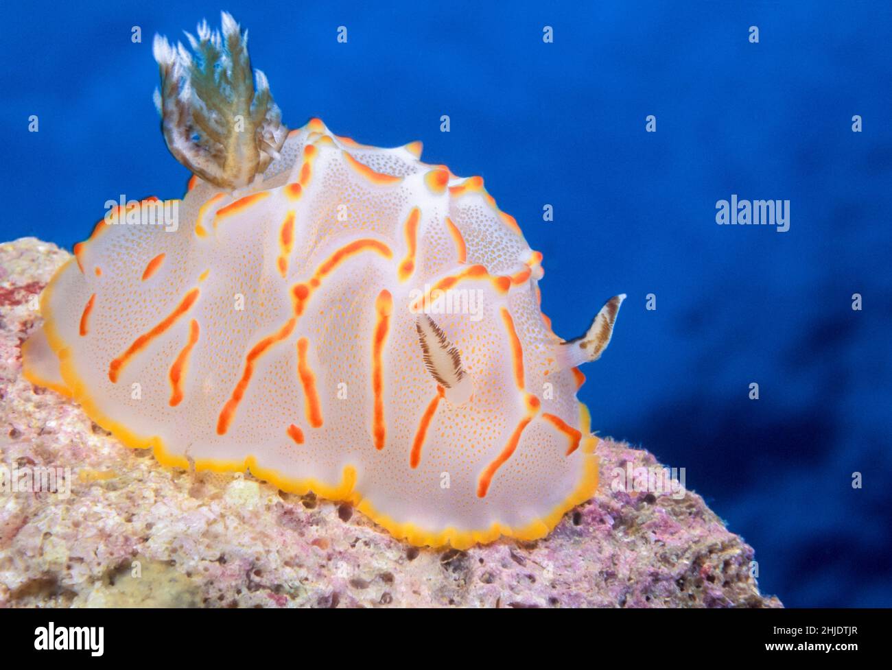 This colorful nudibranch, Halgerda bacalusia, was discovered by the ...