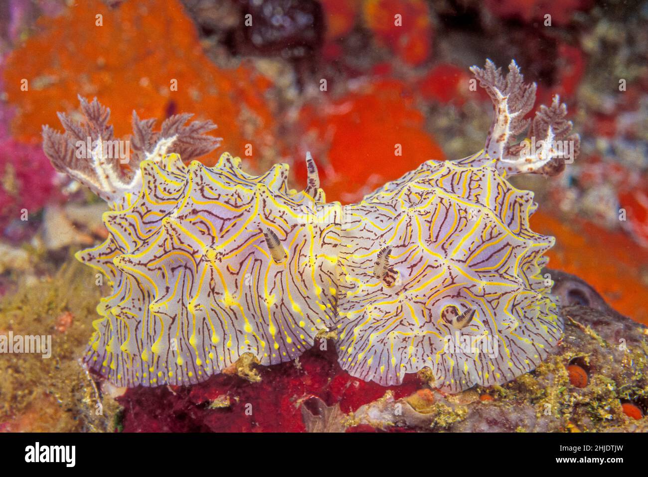 Mollusca nudibranchs horizontal hi-res stock photography and images - Alamy